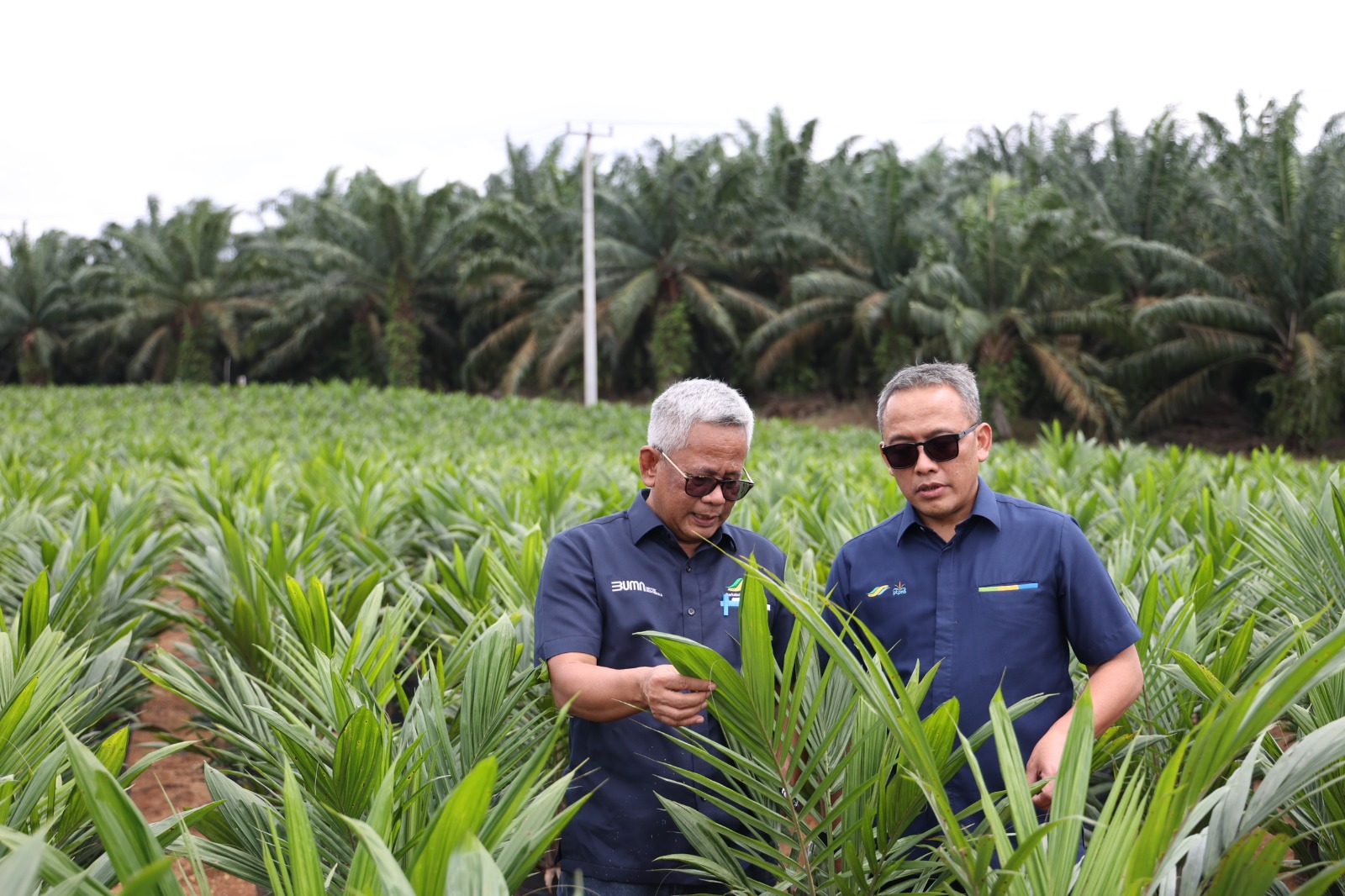 PTPN Inisiasi Program PSR Intercropping Padi Dukung Swasembada Pangan ... PTPN Inisiasi Program PSR Intercropping Padi Dukung Swasembada Pangan ...